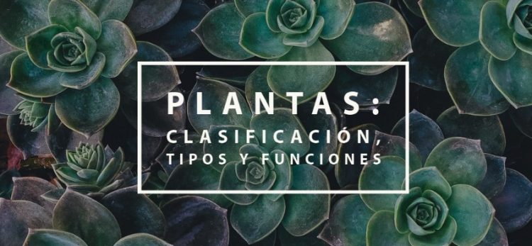El Reino de las Plantas: Clasificación, tipos y funciones - ImpulsaT
